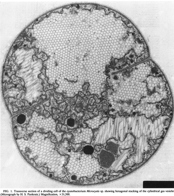 Phycokey - Microcystis images